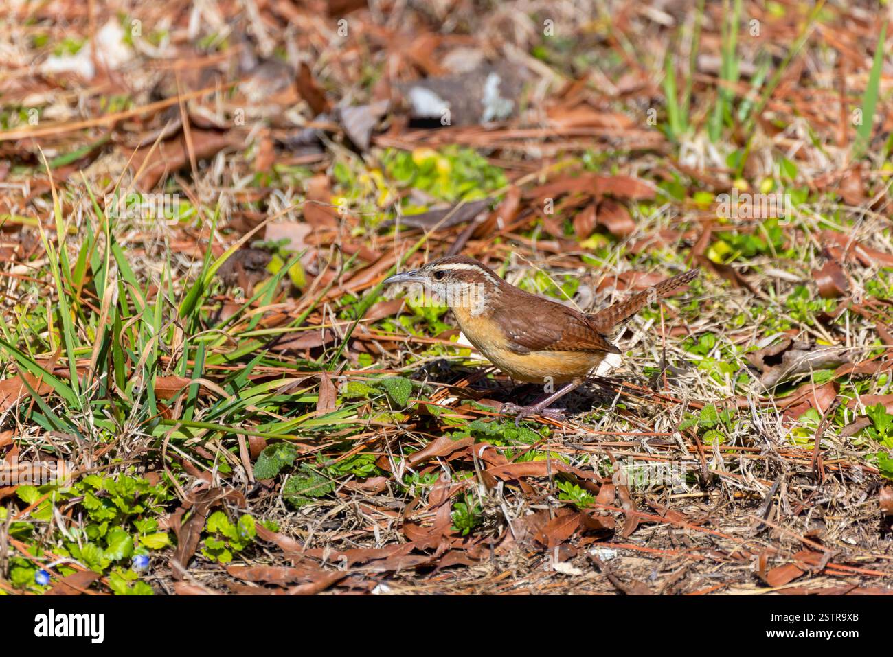 The Carolina wren (Thryothorus ludovicianus). This wren is the state ...