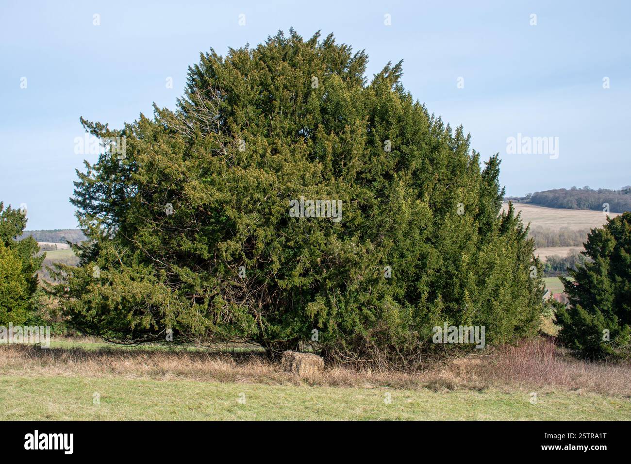 Yew tree (Taxus baccata), a mature tree on West Wycombe Hill in the ...