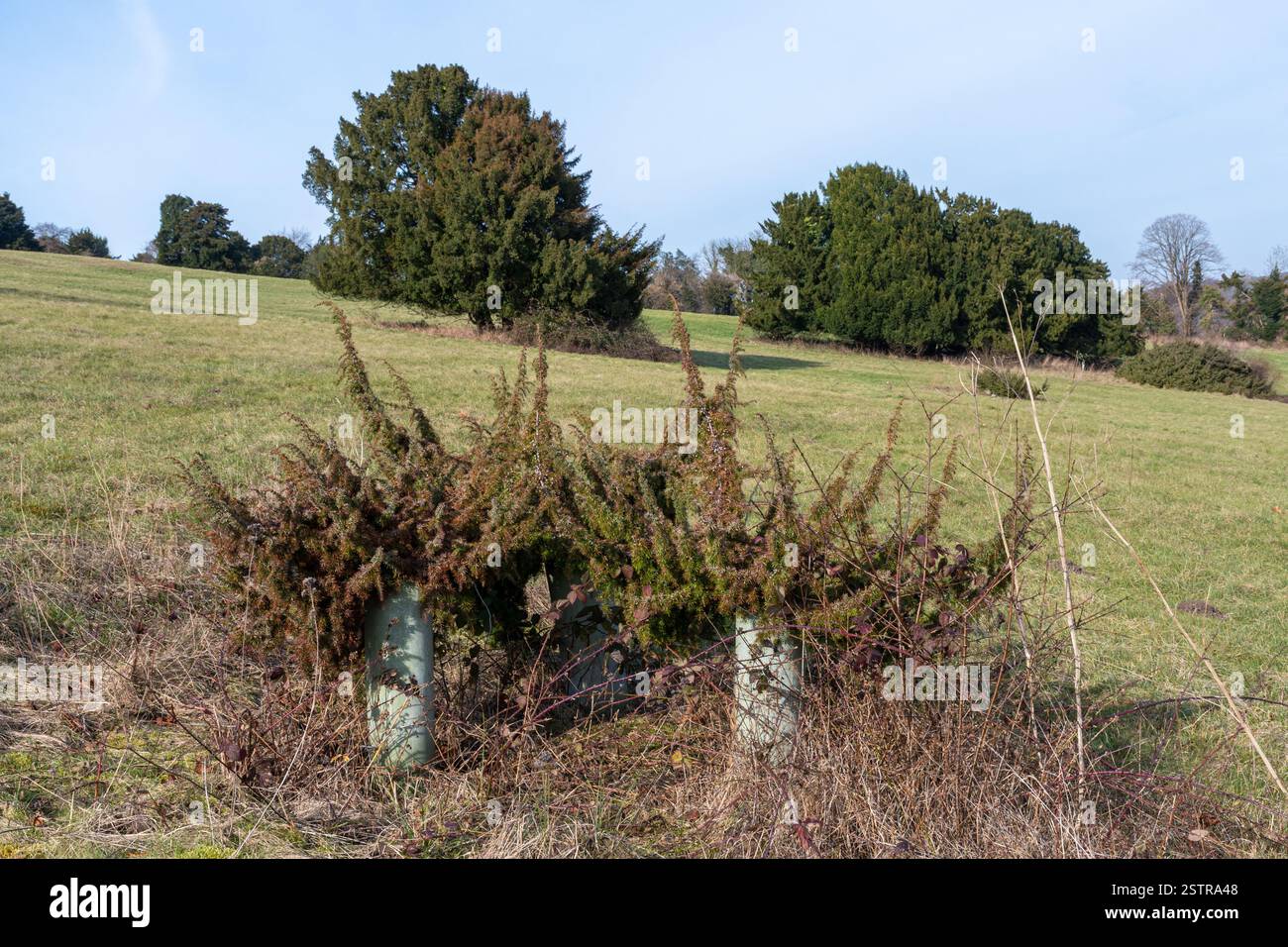 Yew trees (Taxus baccata), young trees planted on hillside with mature ...