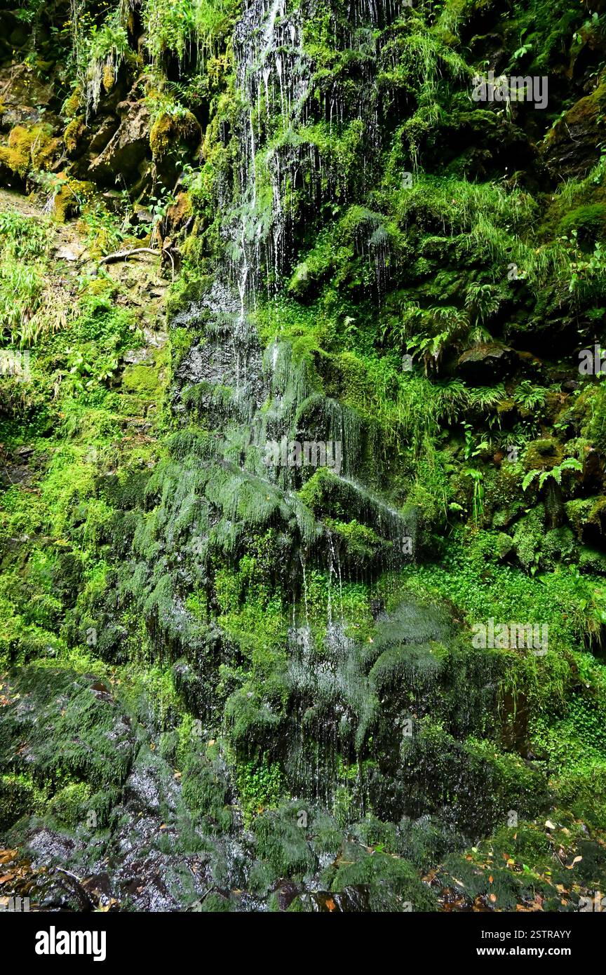 Streams of water trickling over moss covered rocks on the Big Burn ...
