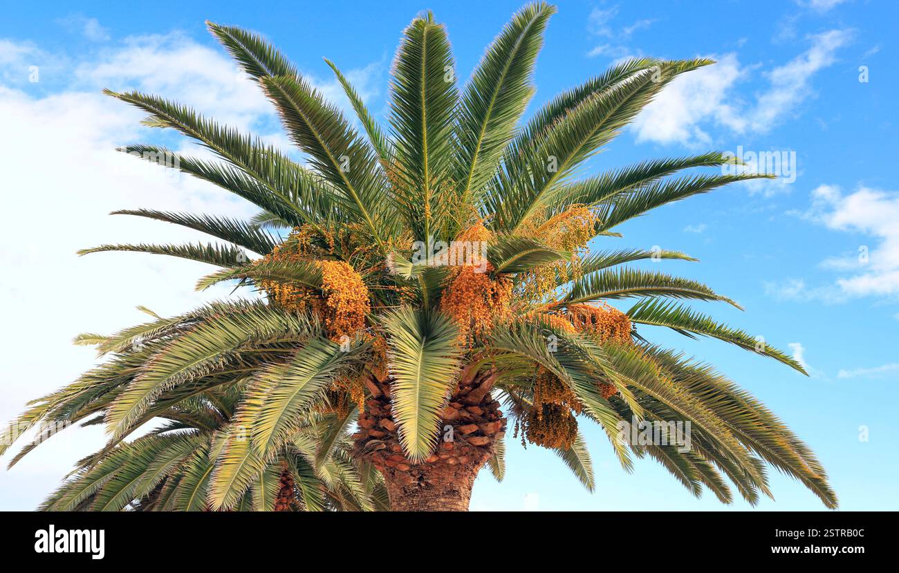 Phoenix dactylifera - Date palms with large bunches of ripening dates ...