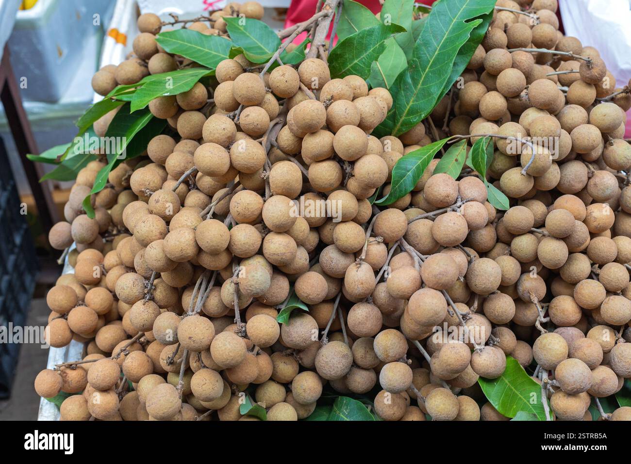 Bunch of langsat fruits at farmers market hi-res stock photography and ...