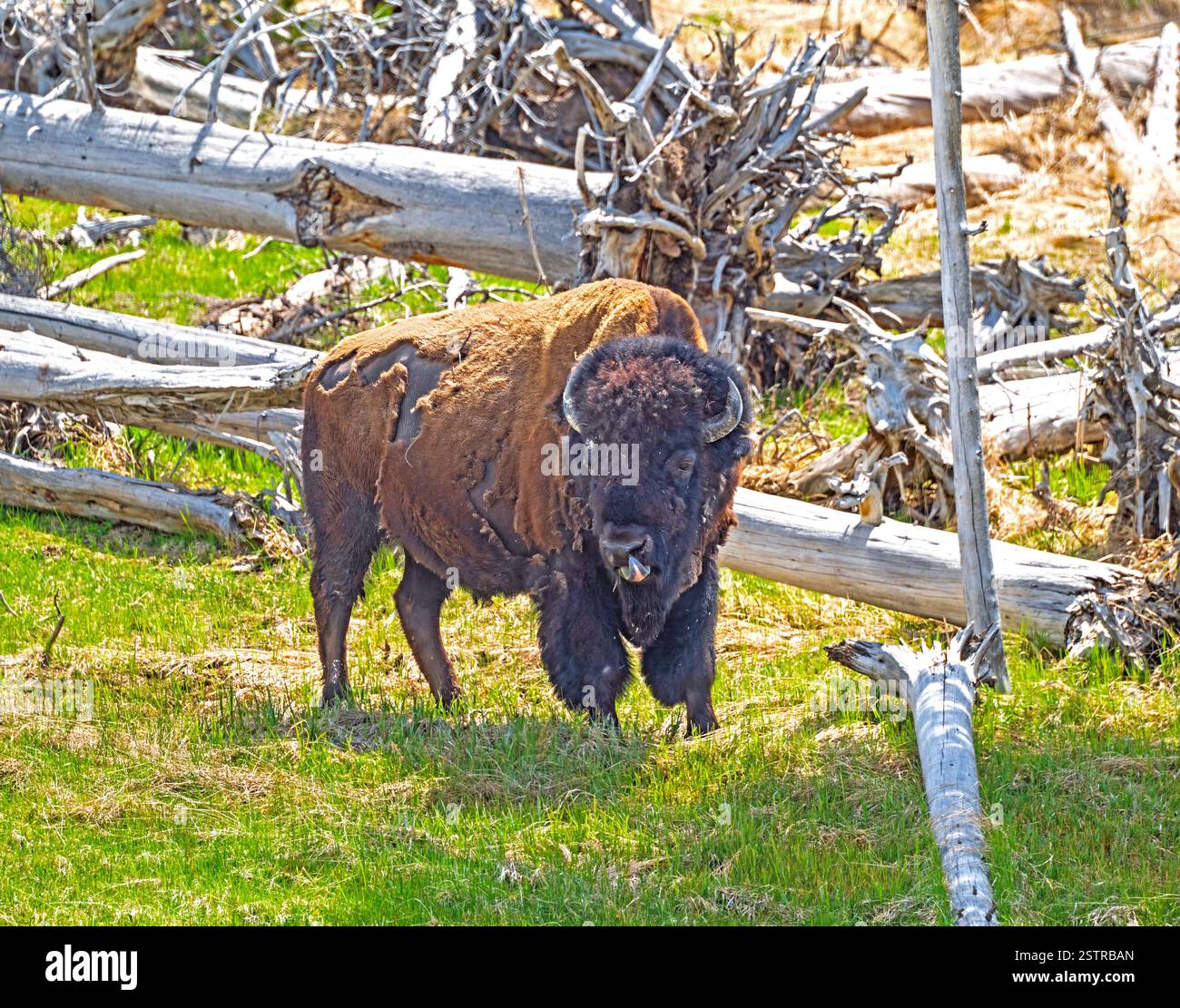 Bison Shedding his winter coat and sticking his tongue out. in ...