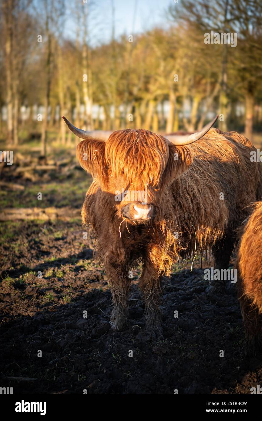 Walking highland cattle on sunset, scottish cow Stock Photo - Alamy