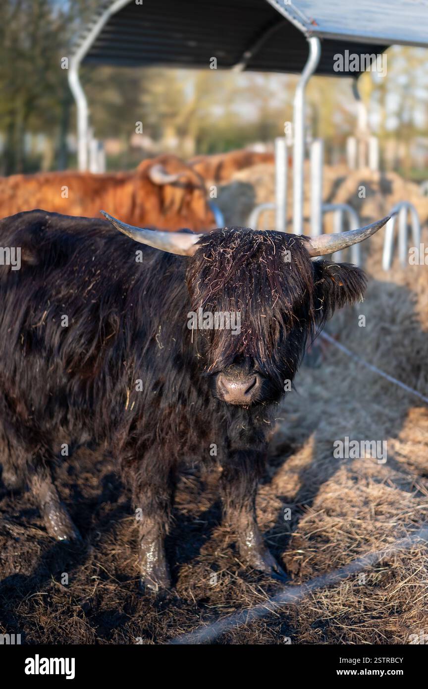 Walking highland cattle on sunset, scottish cow Stock Photo - Alamy