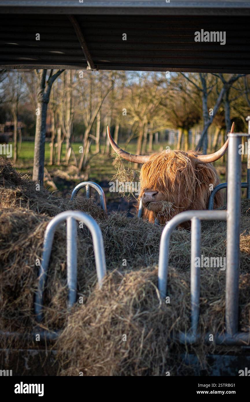 Walking highland cattle on sunset, scottish cow Stock Photo - Alamy