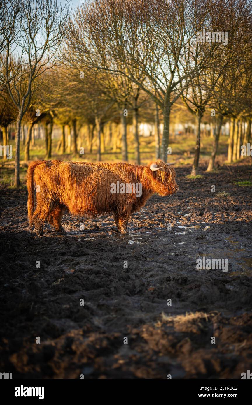 Walking highland cattle on sunset, scottish cow Stock Photo - Alamy