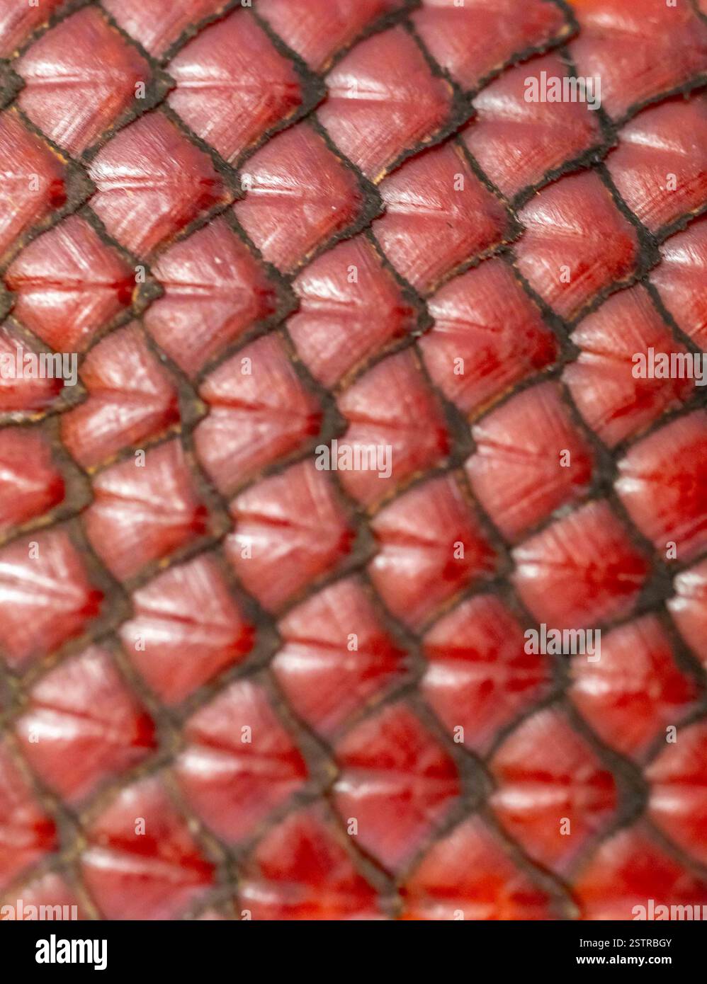 Texture of the skin of ripe buriti fruit Stock Photo - Alamy