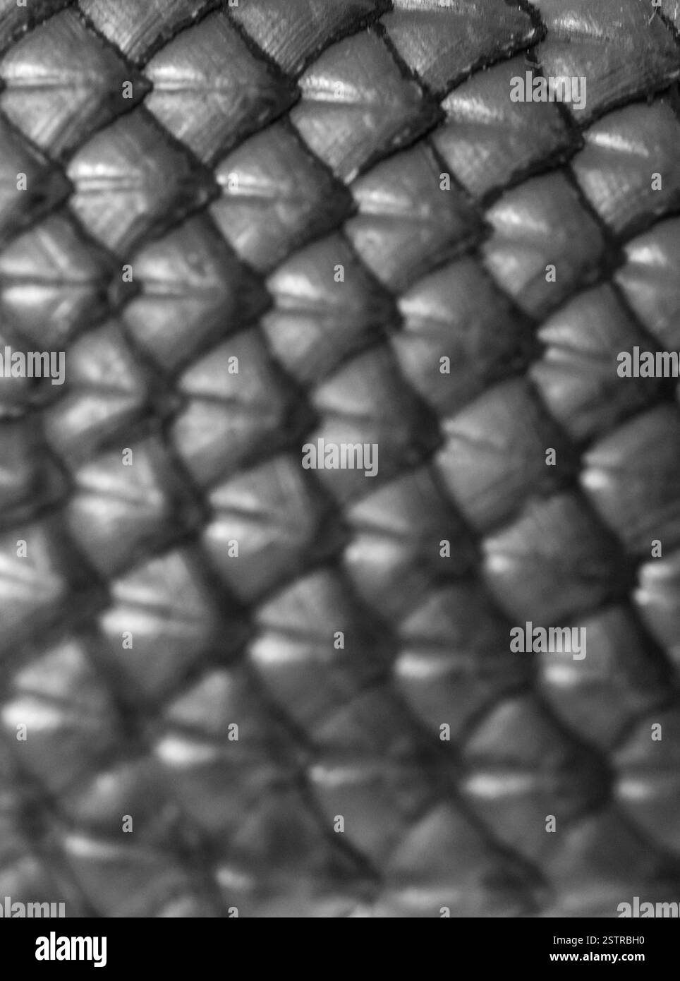 Fruits ripe Black and White Stock Photos & Images - Alamy