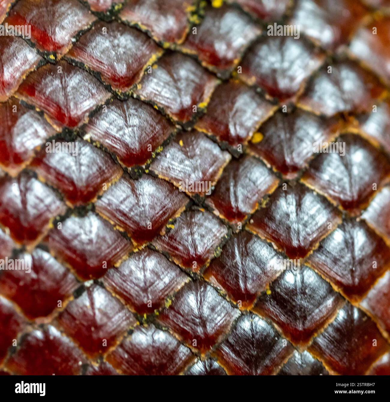 Texture of the skin of ripe buriti fruit Stock Photo - Alamy