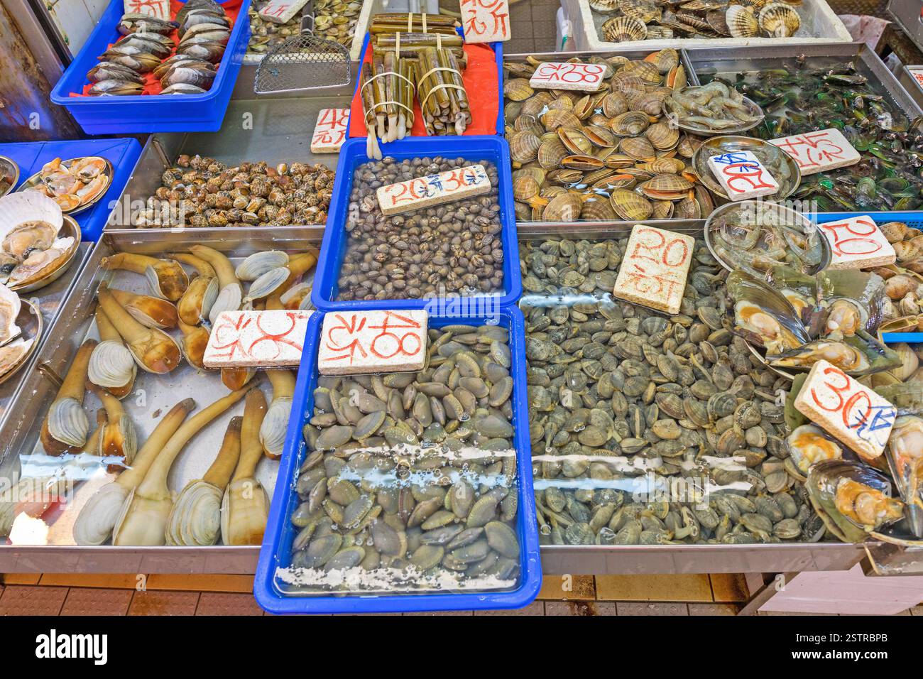 Geoduck clams hi-res stock photography and images - Alamy