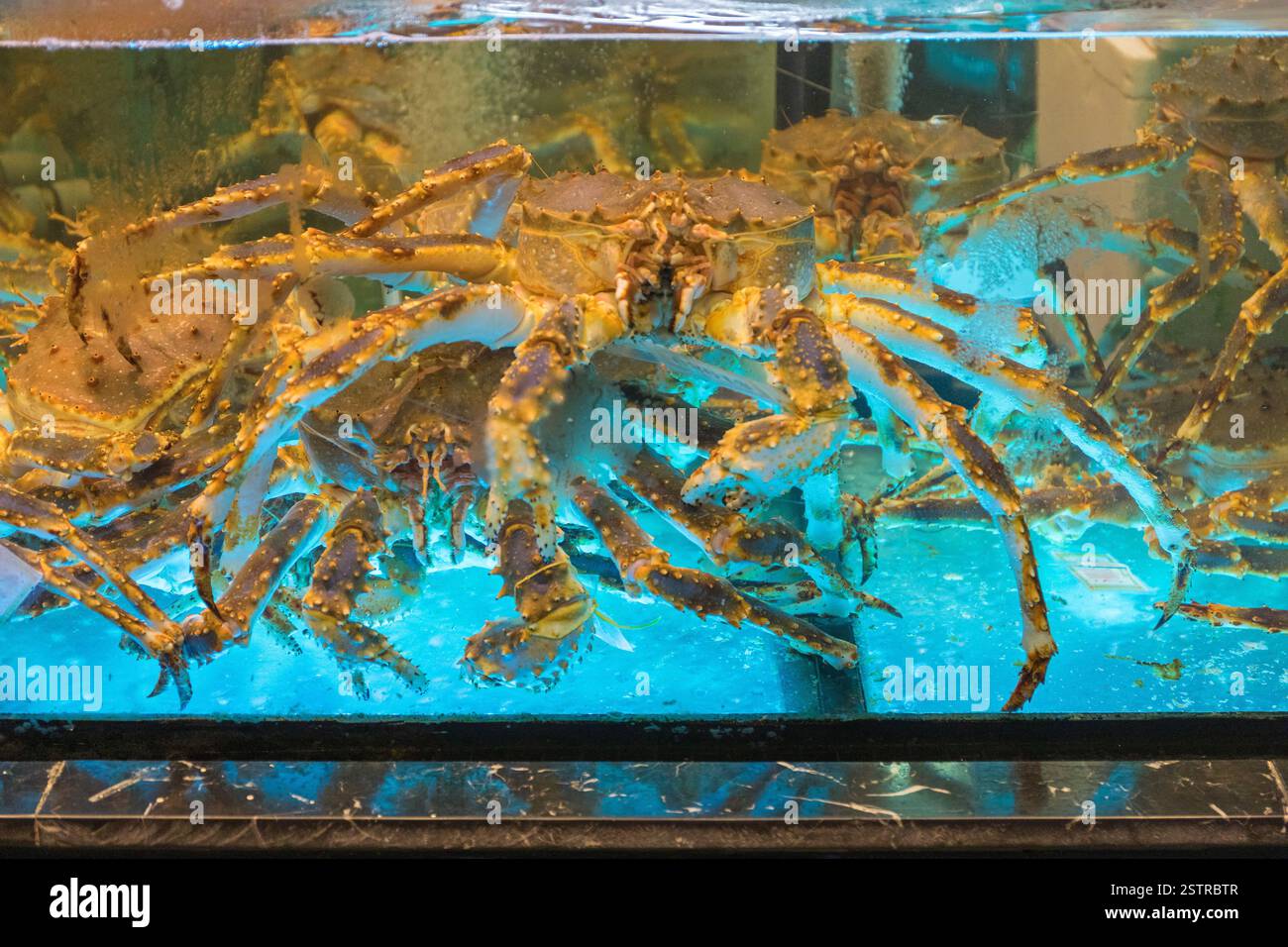 Big king crabs in aquarium hi-res stock photography and images - Alamy