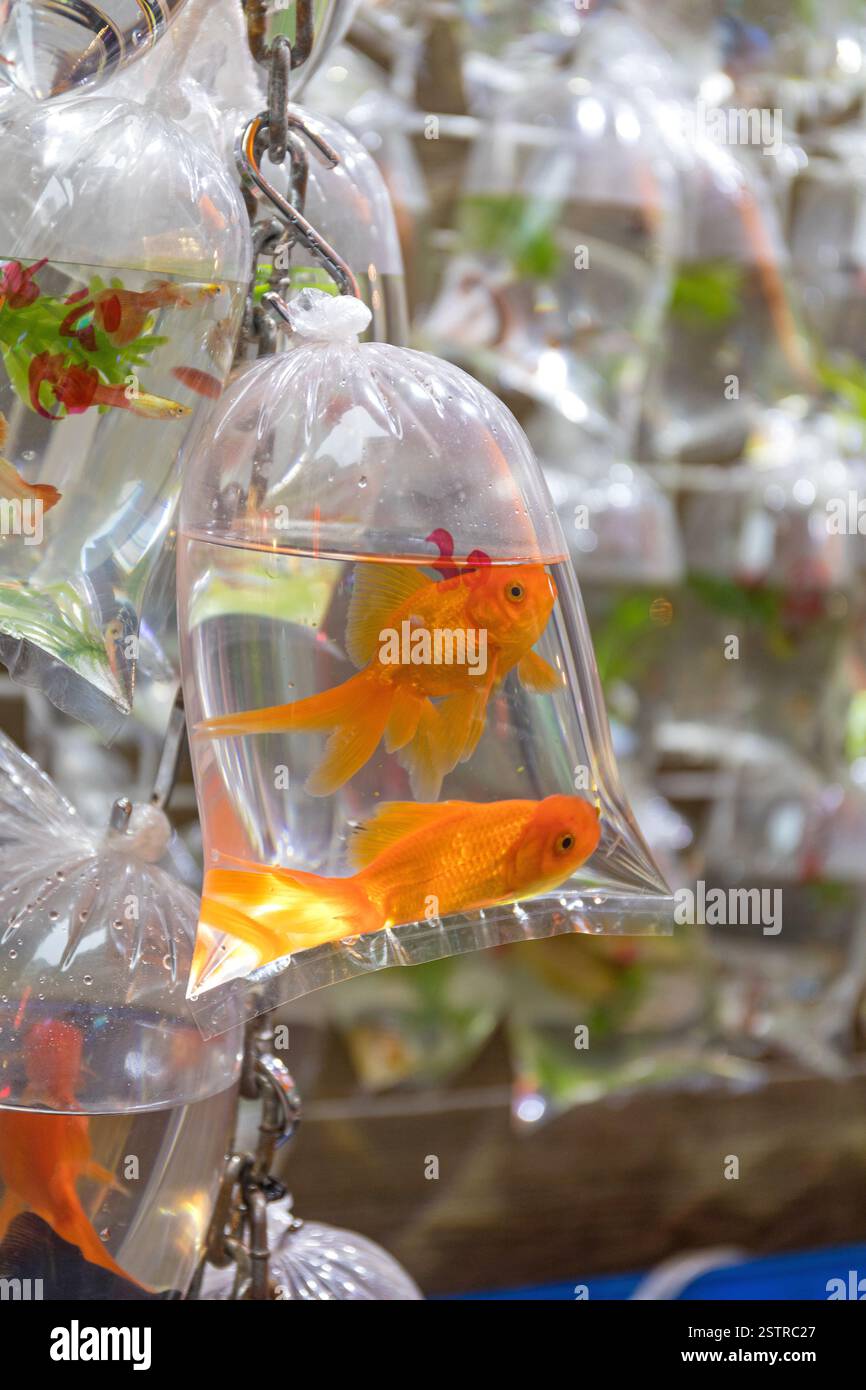 Two fish tank hi-res stock photography and images - Alamy