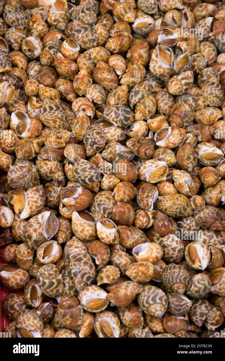 Fresh sea snails hi-res stock photography and images - Alamy