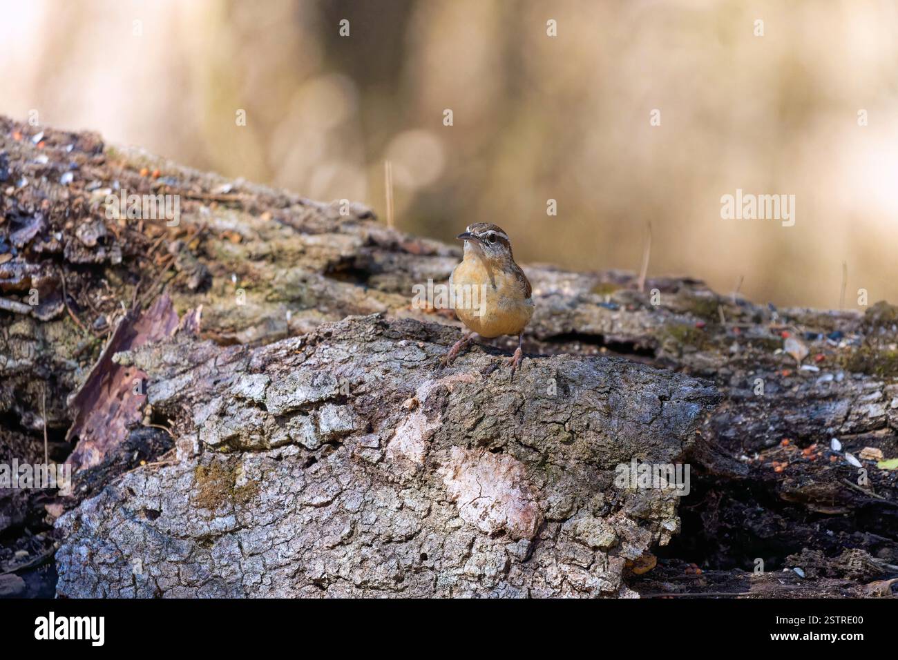 The Carolina wren (Thryothorus ludovicianus). This wren is the state ...
