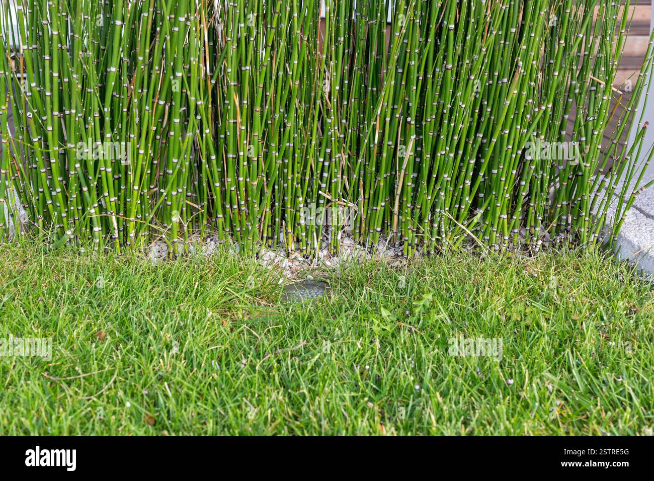 Green bamboo reed plants grass natural decoration hi-res stock ...