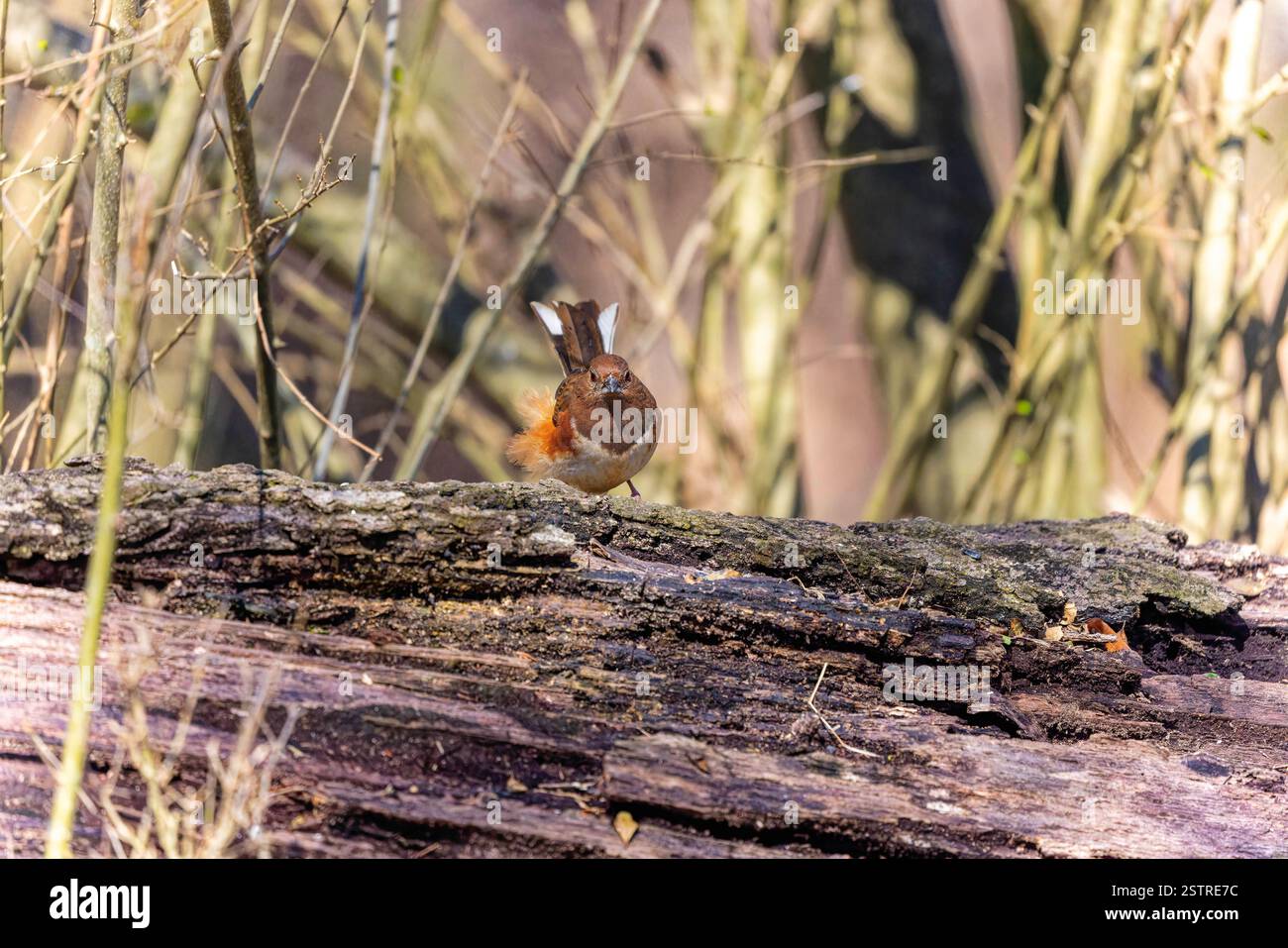 The eastern towhee female (Pipilo erythrophthalmus) is a large and ...