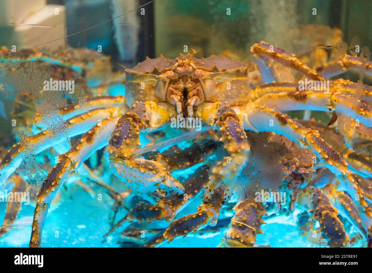 Many Big Live Crab in Water Tank Stock Photo - Alamy
