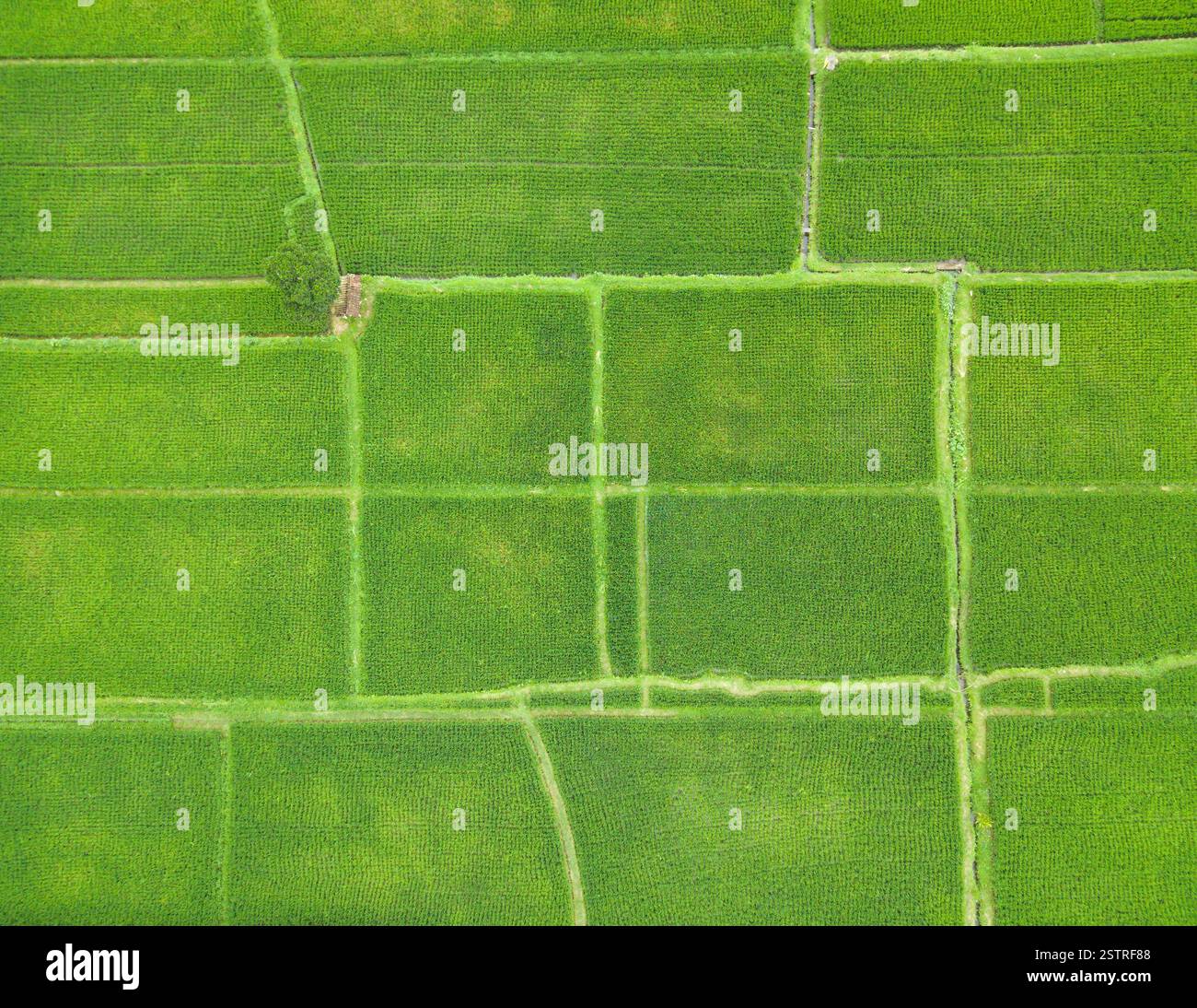 Top down aerial view of rice paddy fields Stock Photo - Alamy