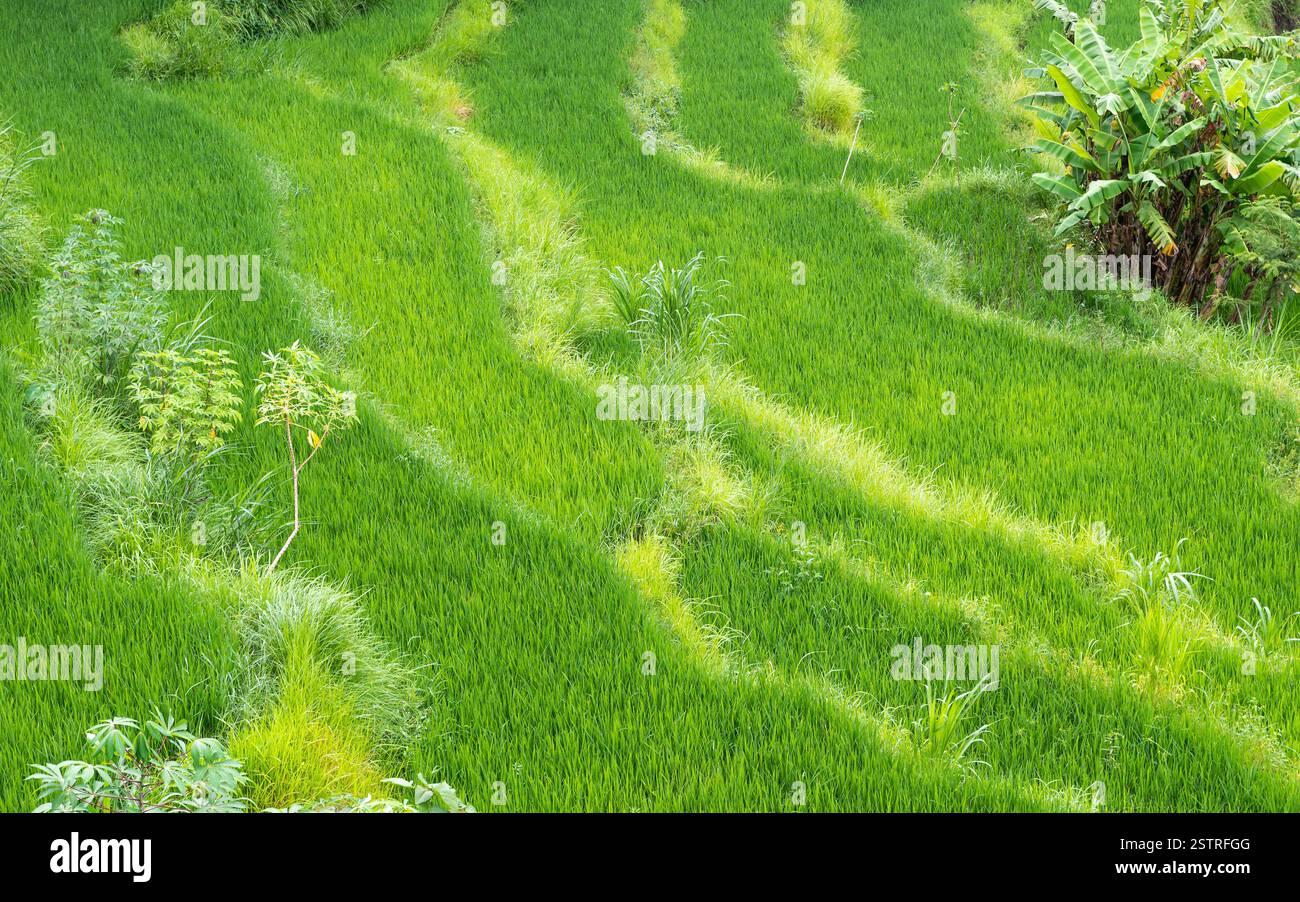 Rice paddy fields in Bali Stock Photo - Alamy