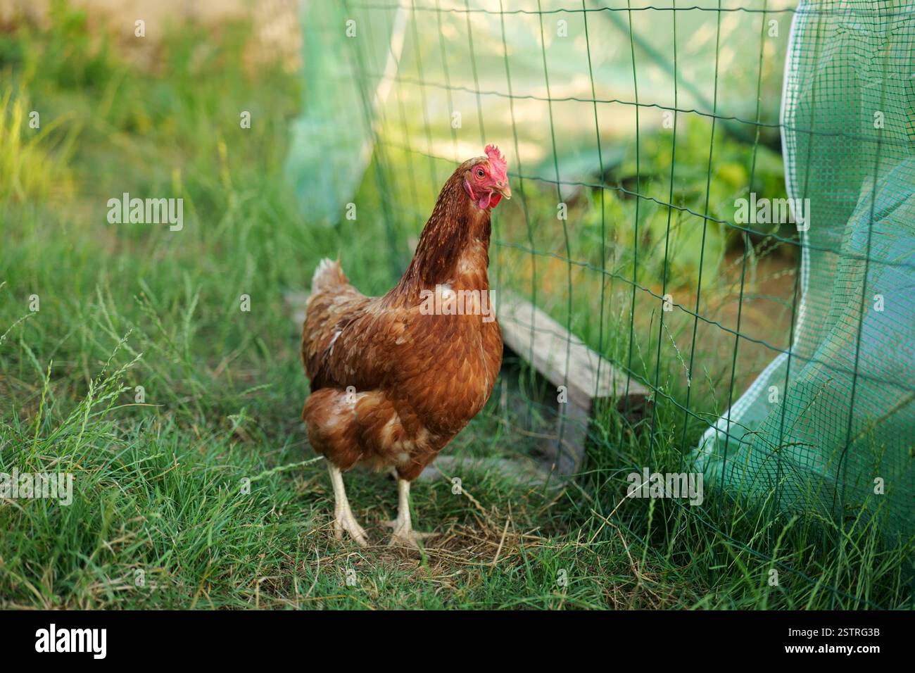 Front view greenhouse in hi-res stock photography and images - Alamy