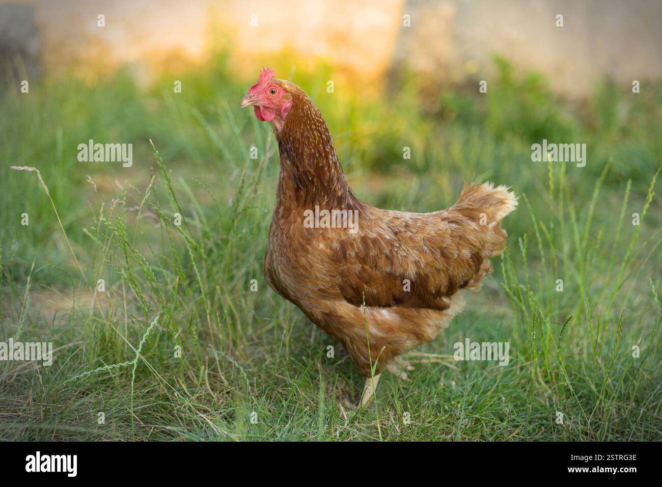 Red chicken hen outside hi-res stock photography and images - Alamy
