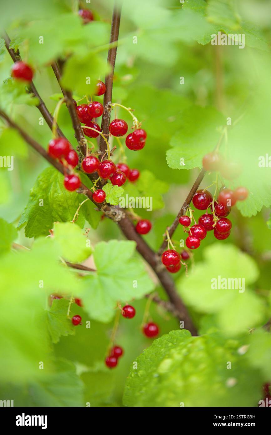 Ripe gooseberry in a bush Stock Photo - Alamy