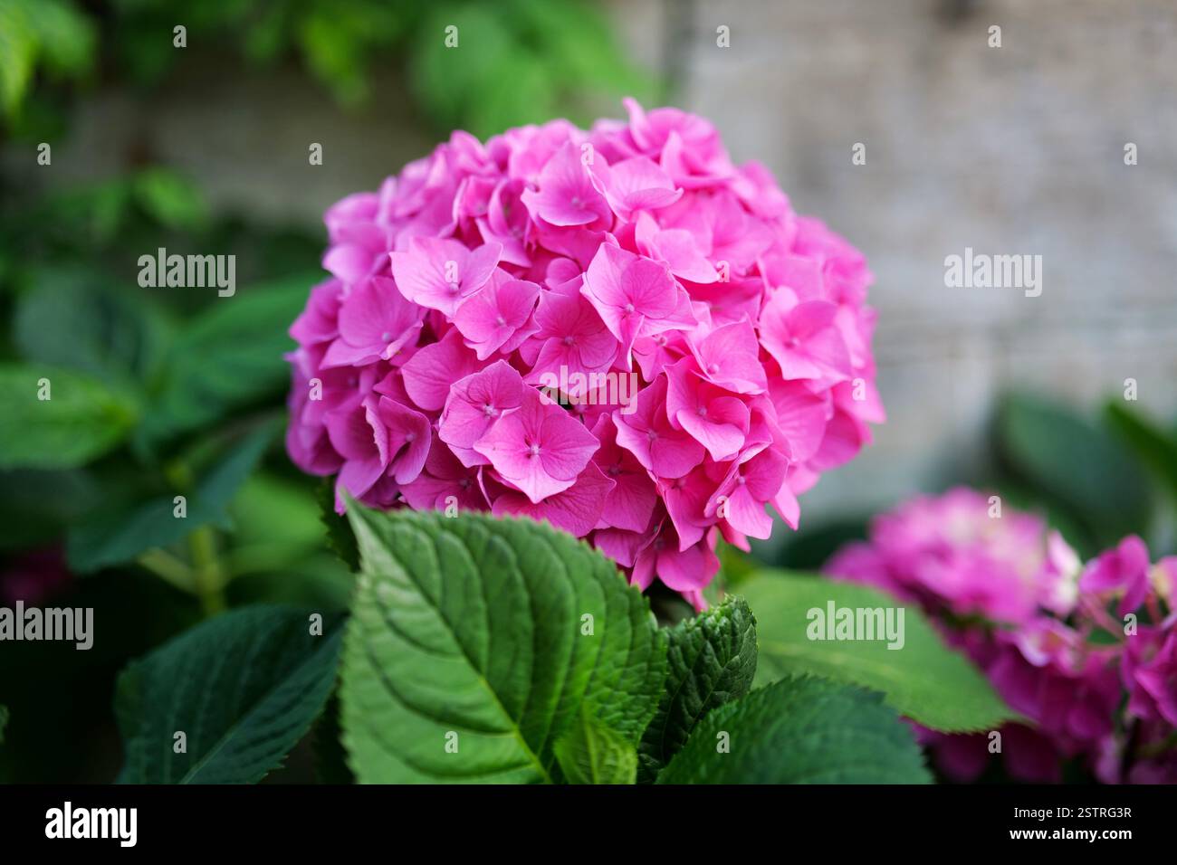 4k pink plant flowers close hi-res stock photography and images - Alamy
