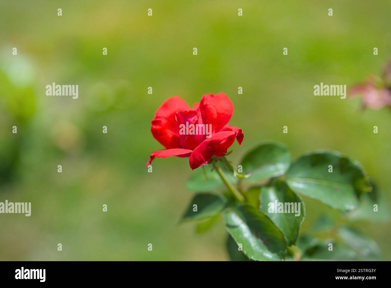 4k close up wild red hi-res stock photography and images - Alamy