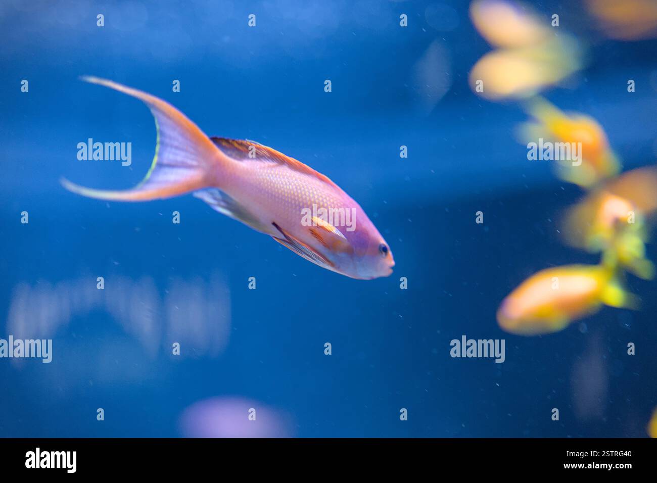 Zoom of the fish hi-res stock photography and images - Alamy