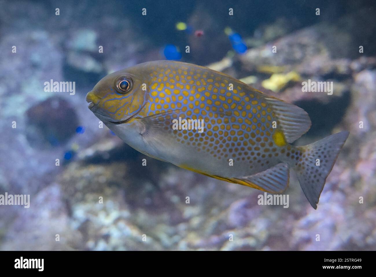 Exotic spotted red fish underwater hi-res stock photography and images ...