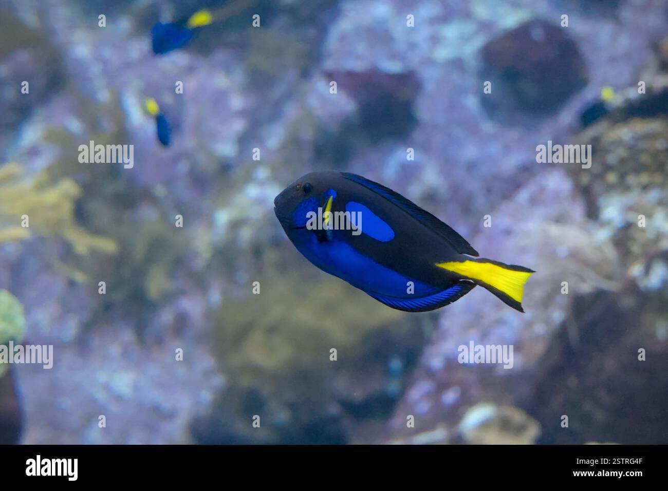 Zoom of the fish hi-res stock photography and images - Alamy
