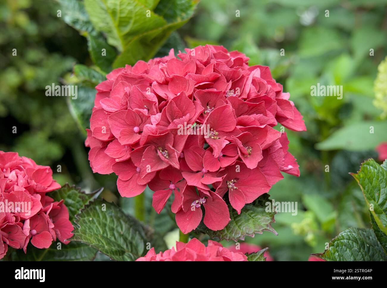 Red pink tint hi-res stock photography and images - Alamy