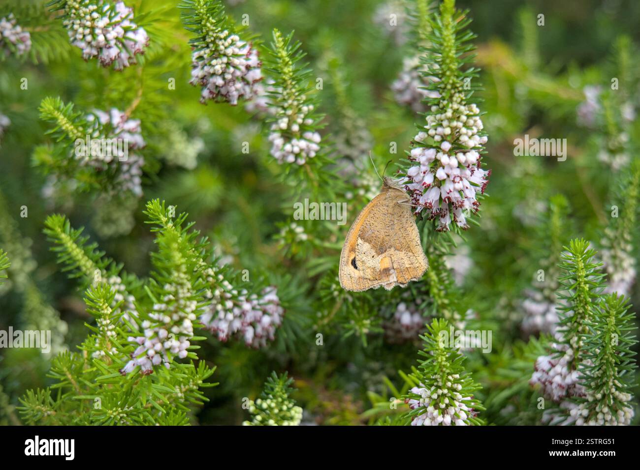 Erica flower field meadow hi-res stock photography and images - Alamy