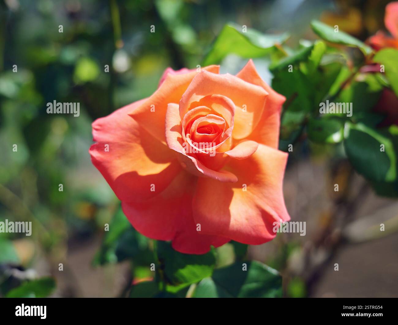 Salmon-colored rose, blooming Stock Photo - Alamy