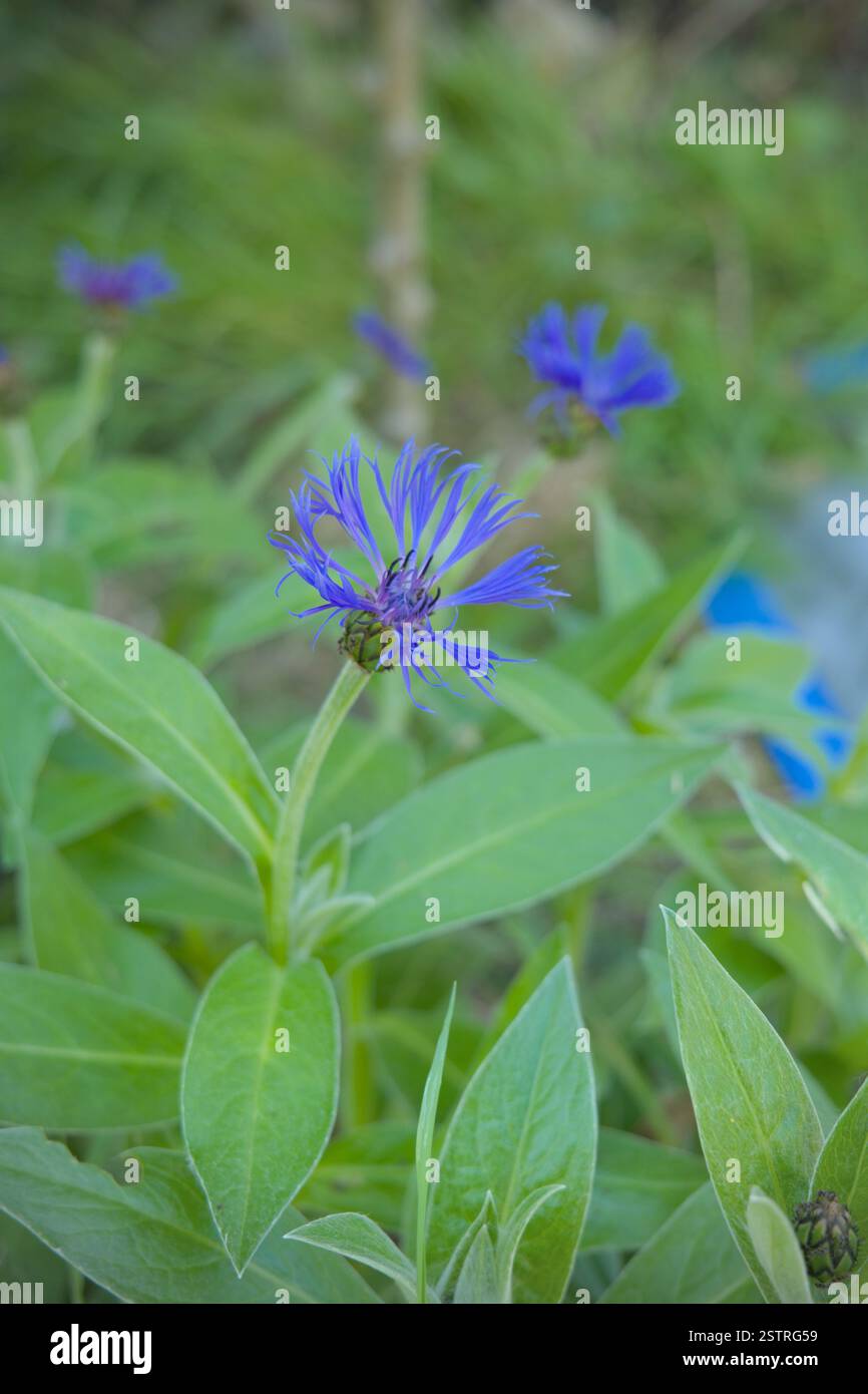 Bluet flower hi-res stock photography and images - Alamy