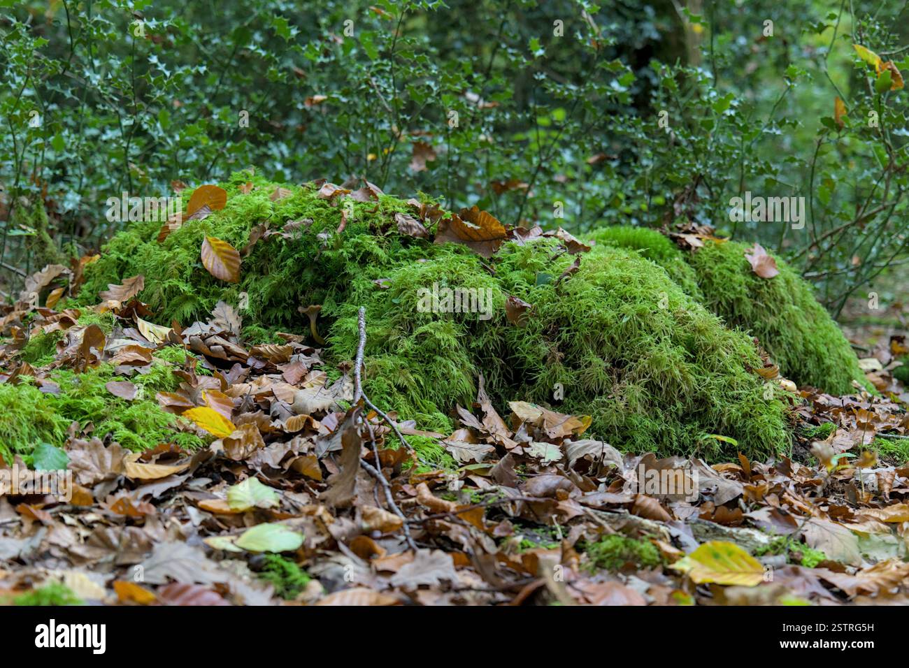 Moss and grass nest hi-res stock photography and images - Alamy