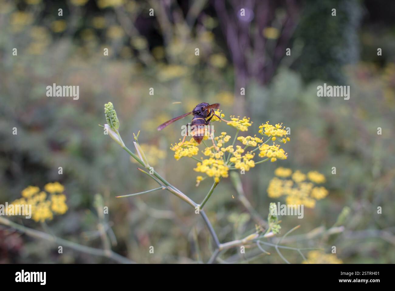 Bee flying over flower hi-res stock photography and images - Alamy