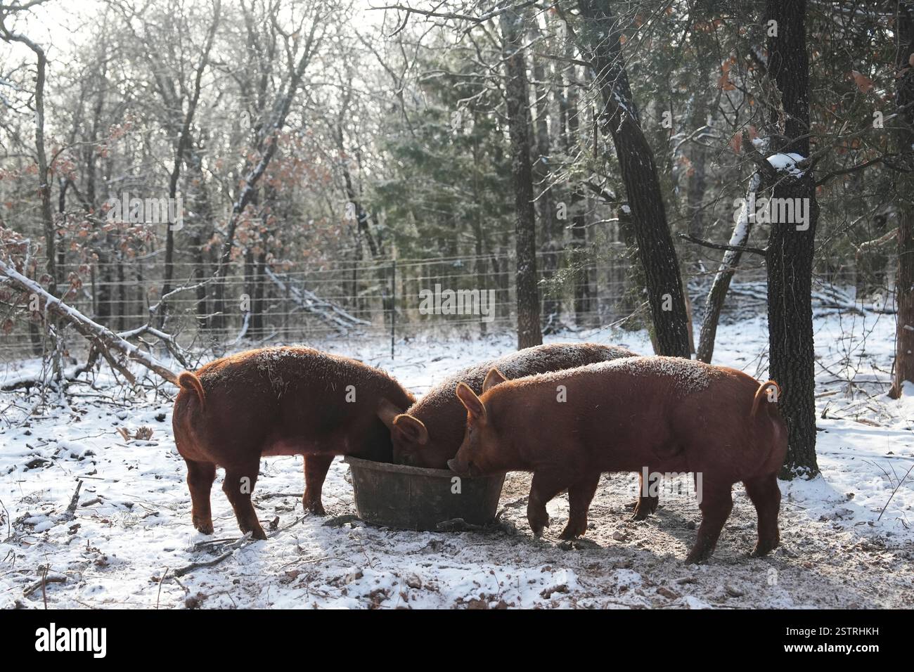 A group of pigs eat feed following a winter weather storm on Wednesday ...