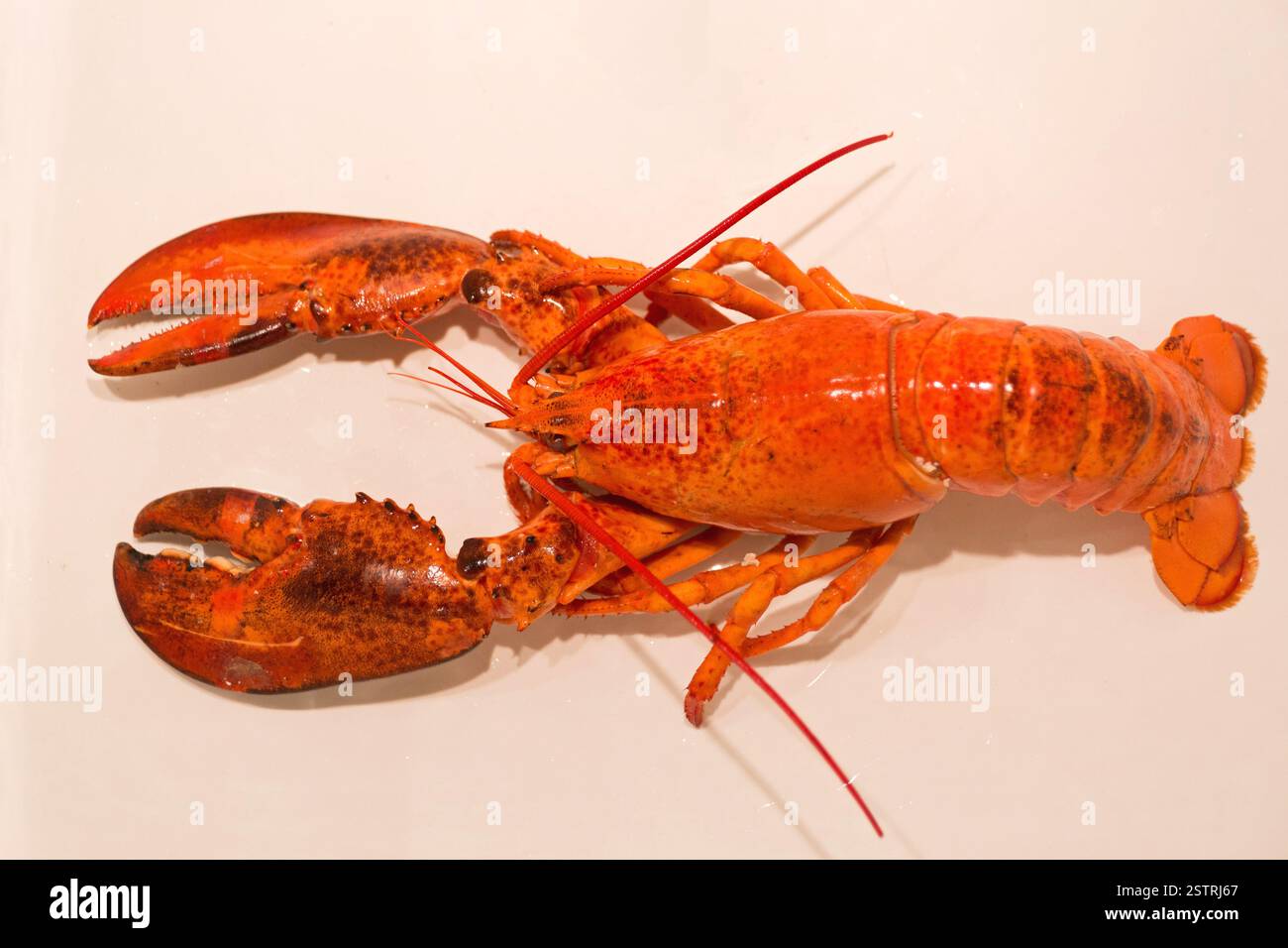 Orange lobster hi-res stock photography and images - Alamy