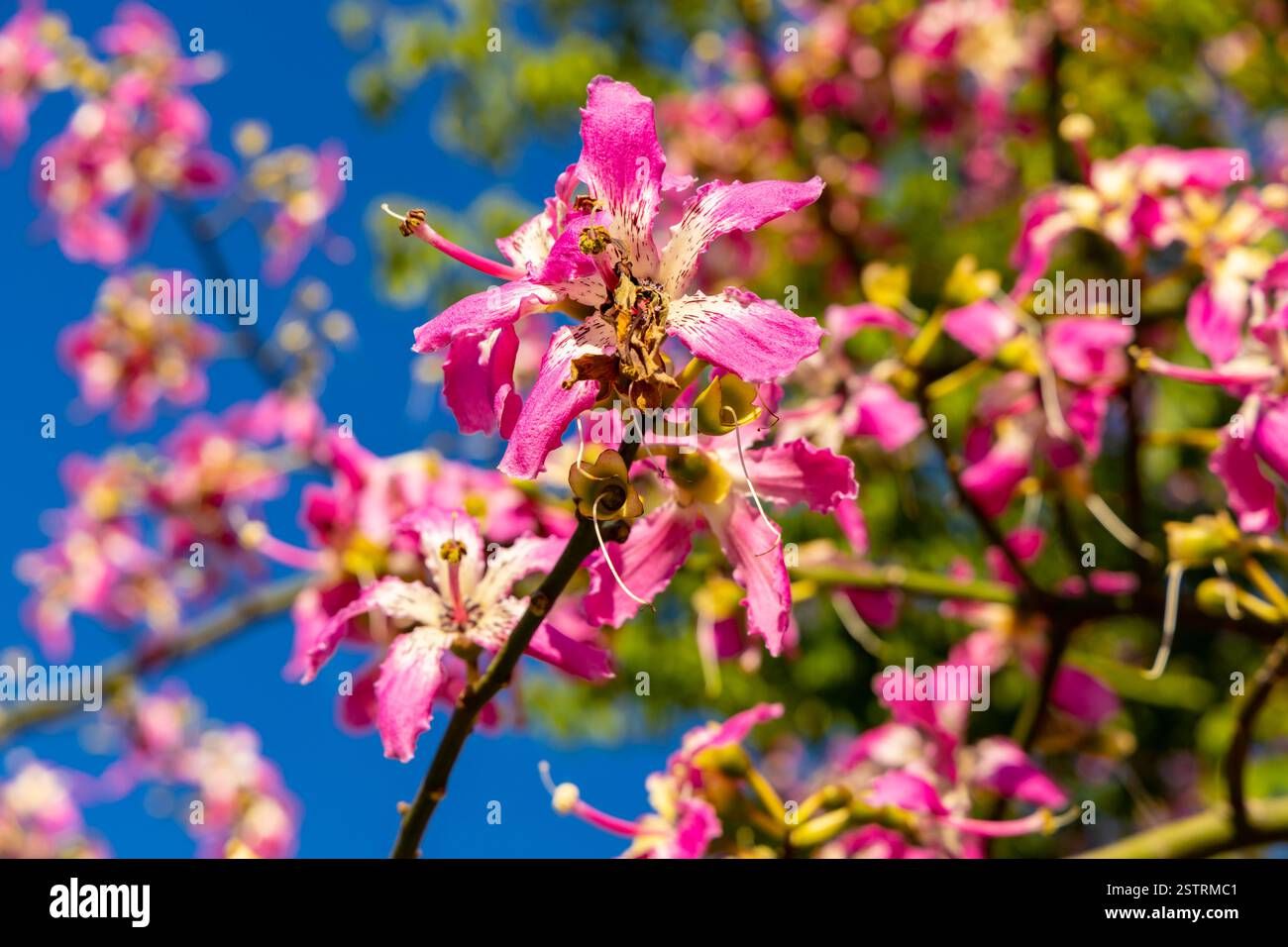 Chorisia tree hi-res stock photography and images - Alamy