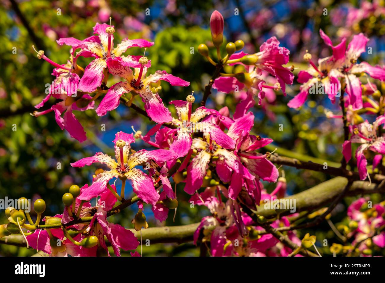 Chorisia tree hi-res stock photography and images - Alamy