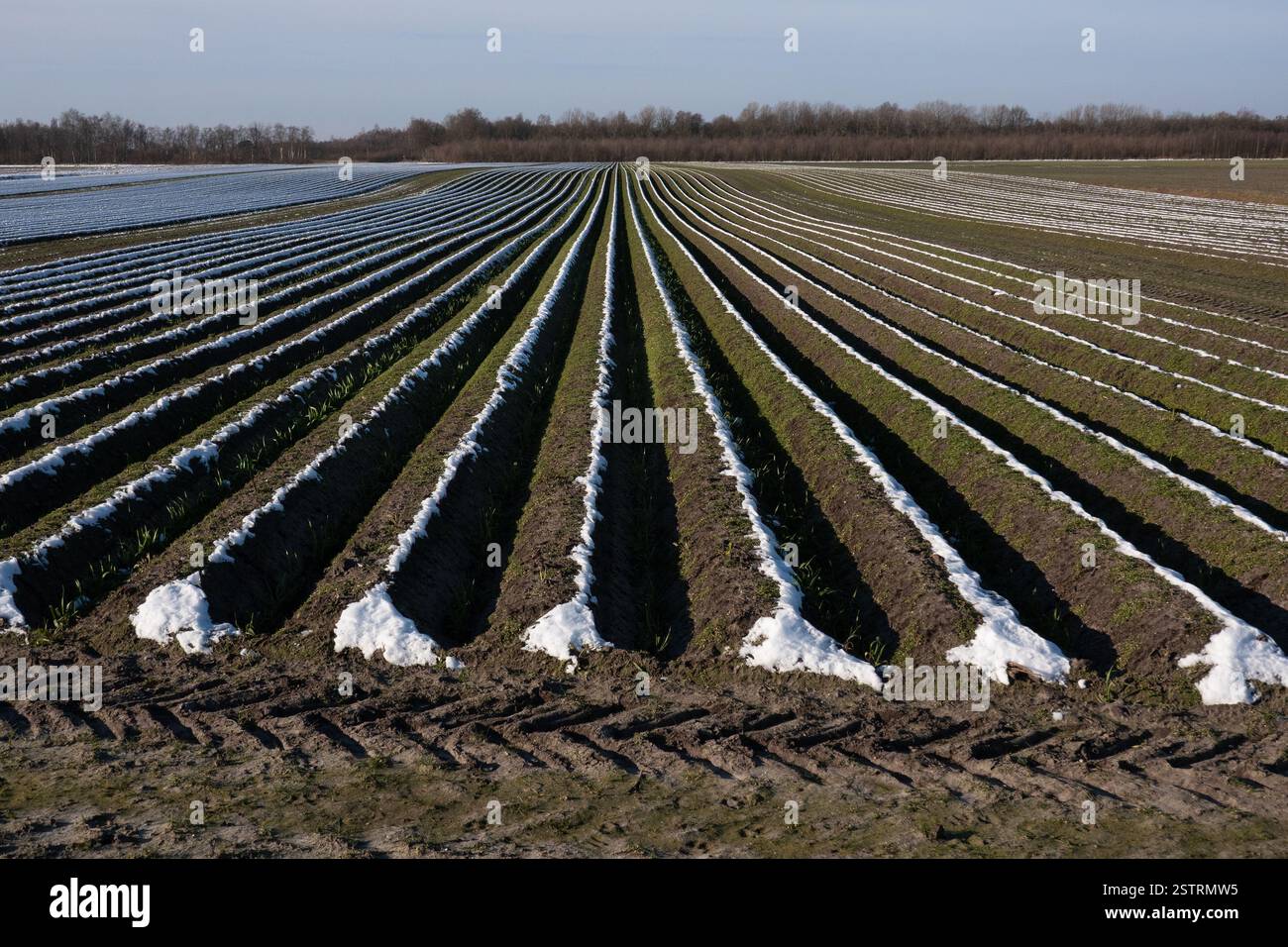 Land prepared for agricultural cultivation of Peonies, pattern of long ...