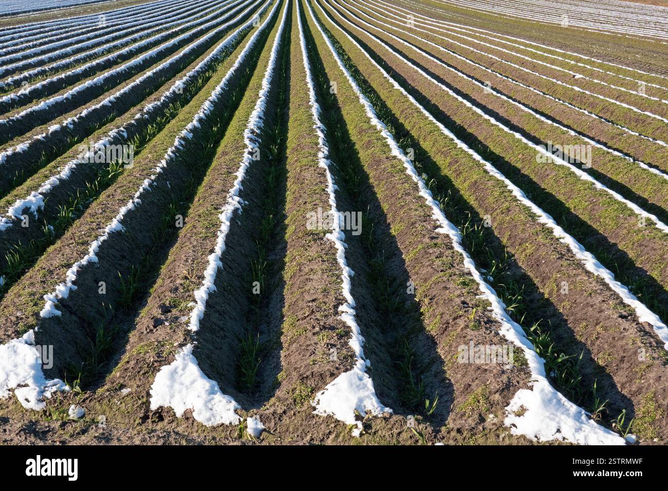 Land prepared for agricultural cultivation of Peonies, pattern of long ...