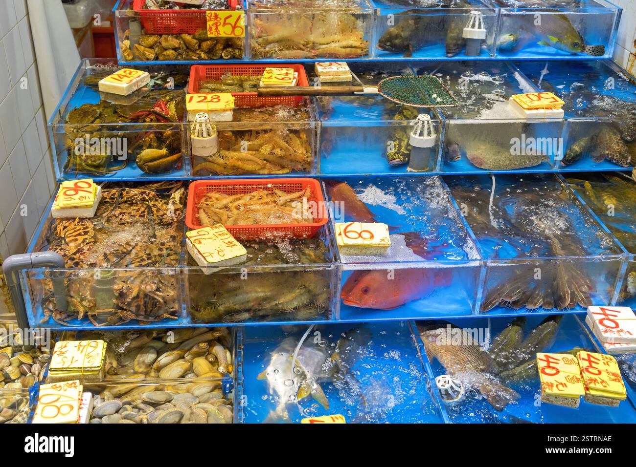 Live sea food species in water tanks hi-res stock photography and ...