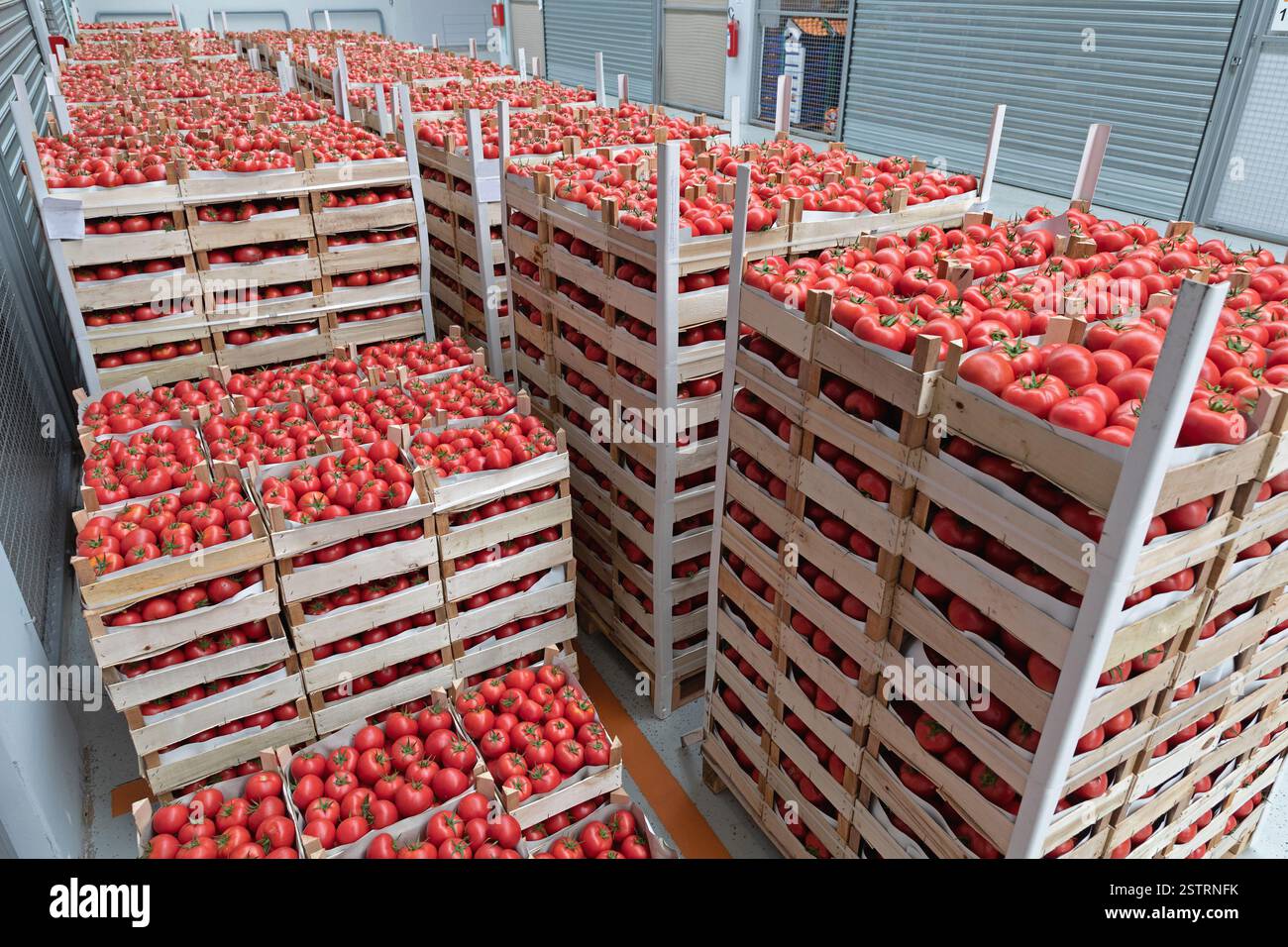 Crates of Red Tomatoes in Warehouse Storage Stock Photo - Alamy