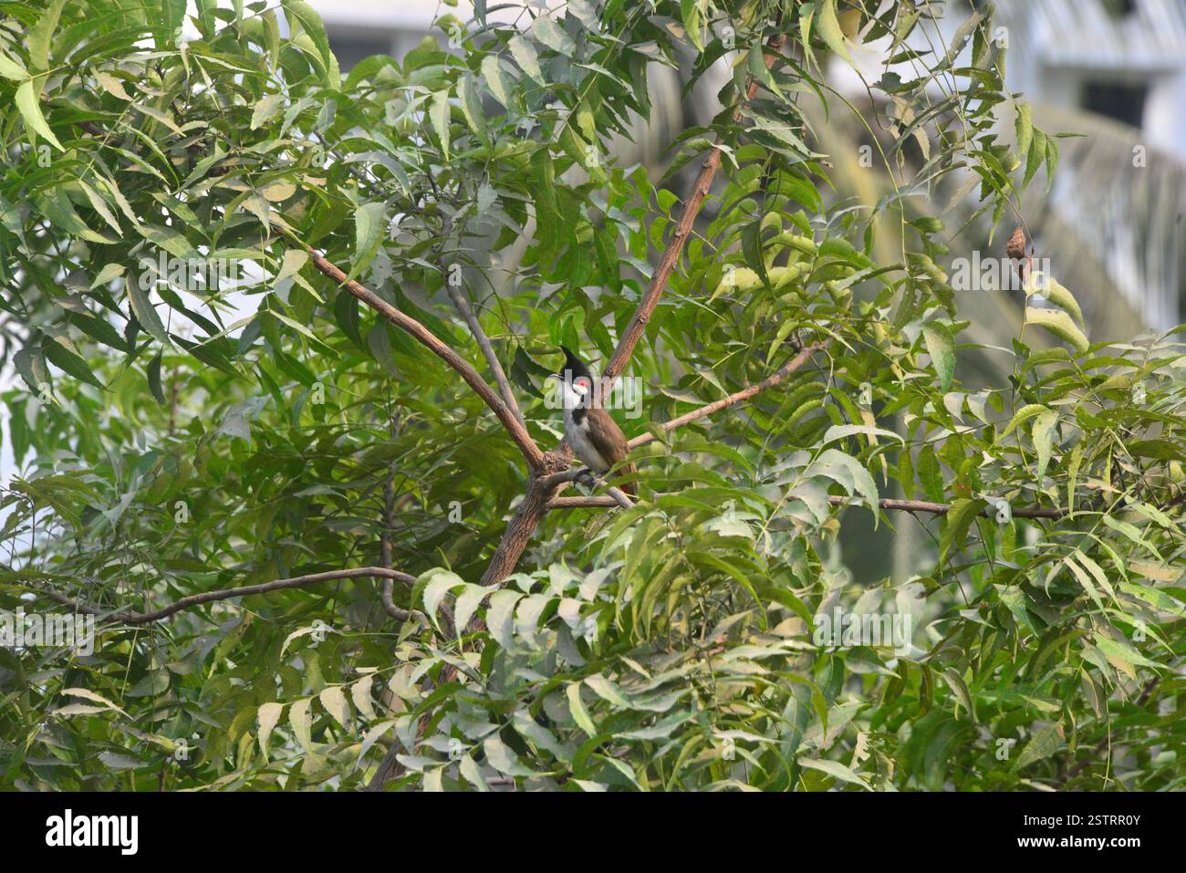 Siliguri, West Bengal, India. 18th Feb, 2025. A Red Whiskered Bulbul ...