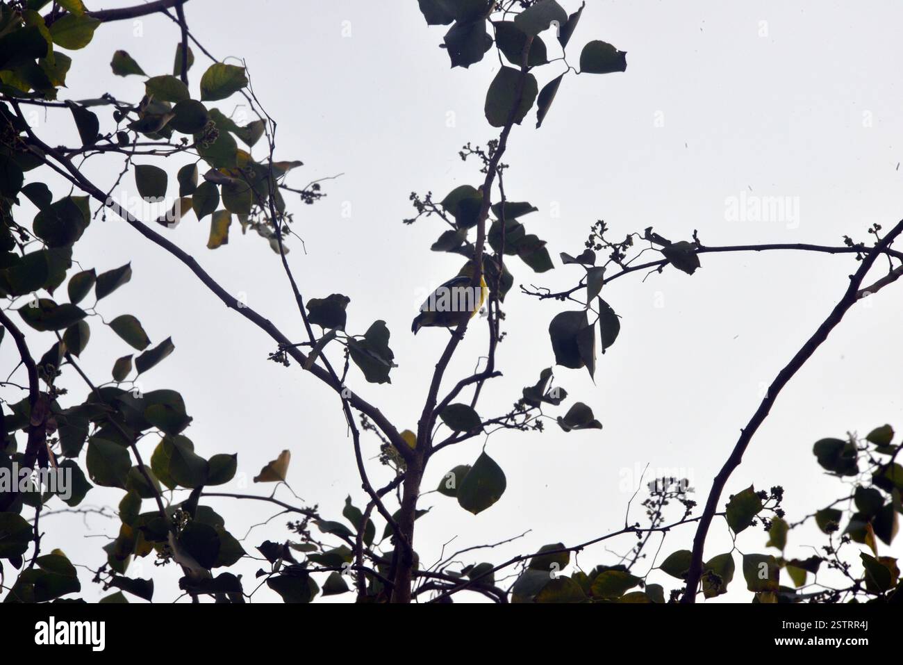 Siliguri, West Bengal, India. 19th Feb, 2025. A Common Iora bird sits ...