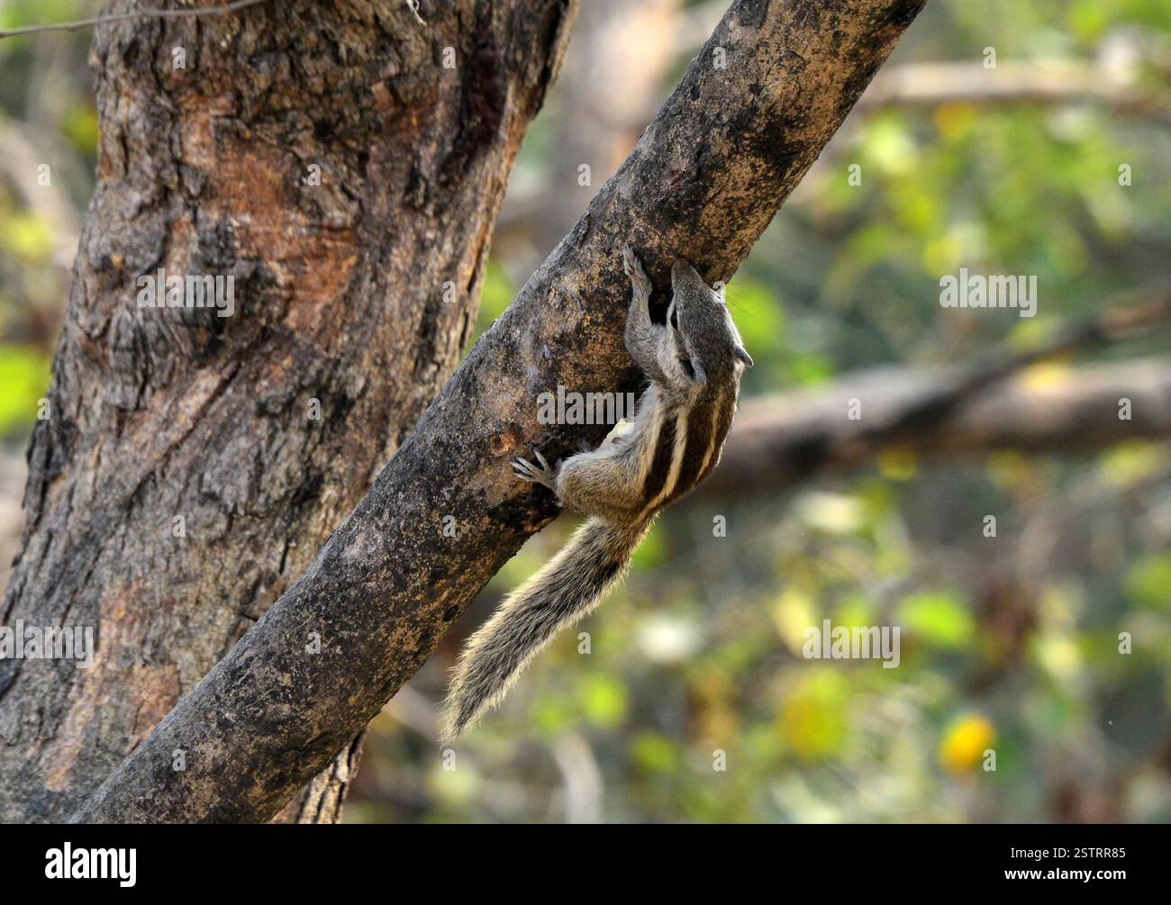 Siliguri, West Bengal, India. 19th Feb, 2025. A Squirrel climbs on a ...