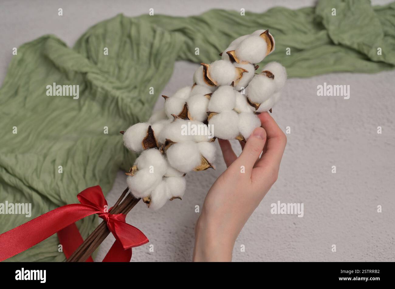 Woman's hand touching branch of cotton inflorescence plant with red ...
